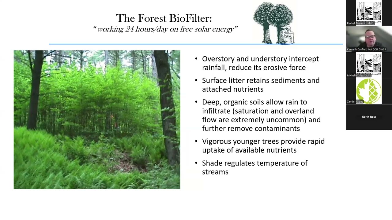 Forests that Fill the Faucet: How Active Stewardship Protects Drinking Water in the Bay State