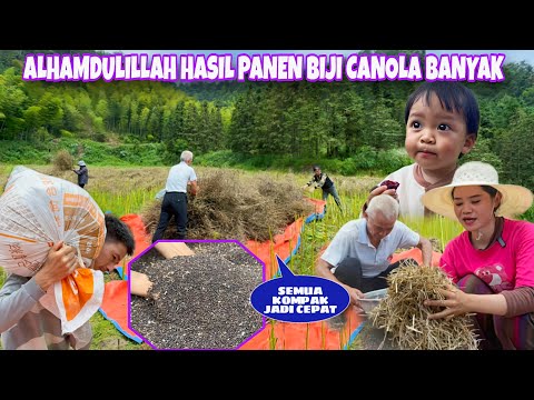 KOMPAK PANEN SEMUA TANAMAN MINYAK CANOLA, BEGINILAH PROSESNYA SEBELUM DIGILING MENJADI MINYAK