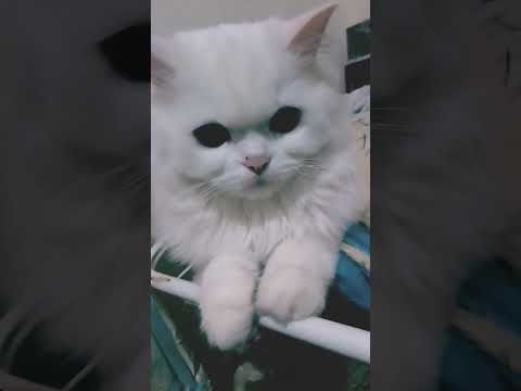 I want to set here ???????????? #Cat #cats #Meow #shortsvideo #trend #shorts