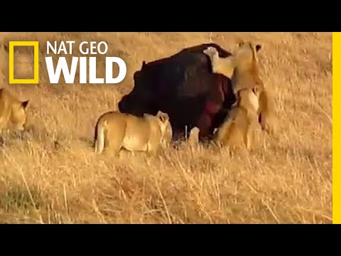 Hippo Pride | Circle to Circle