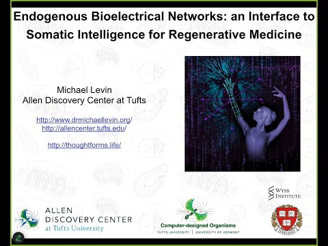 "Endogenous Bioelectrical Networks: an interface to somatic intelligence" by Michael Levin