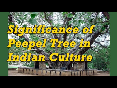 What is the significance of the Peepal tree in Indian Culture? www.jothishi.com