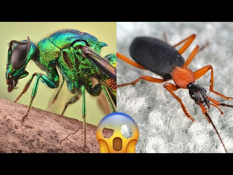 10 Curious Insects That Live In Your Home