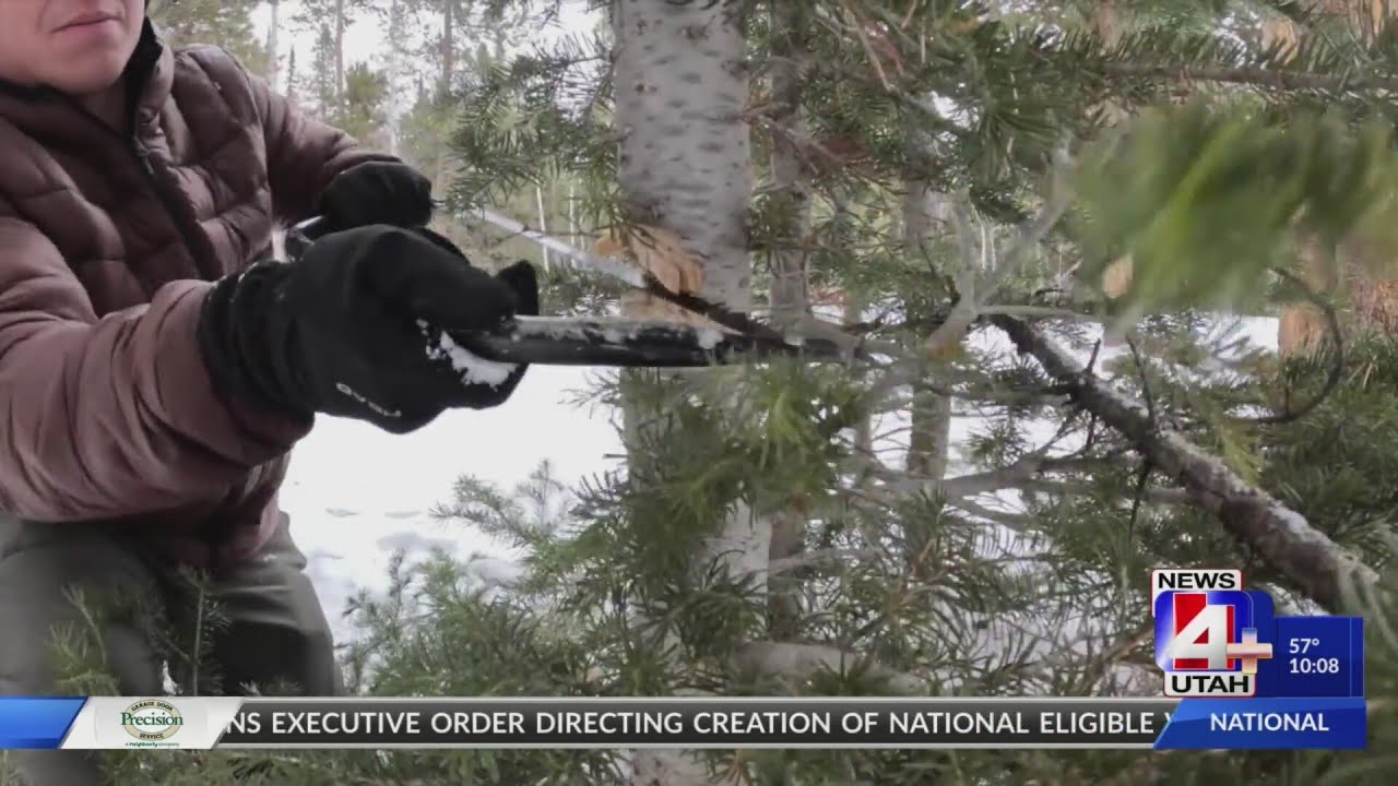 U.S. Forest Service headquarters moving to Salt Lake City as part of massive agency reorganization