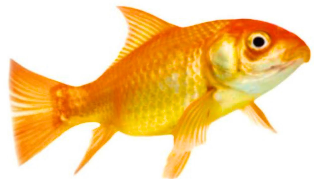 FUNNIEST I AM A FISH COMPILATION