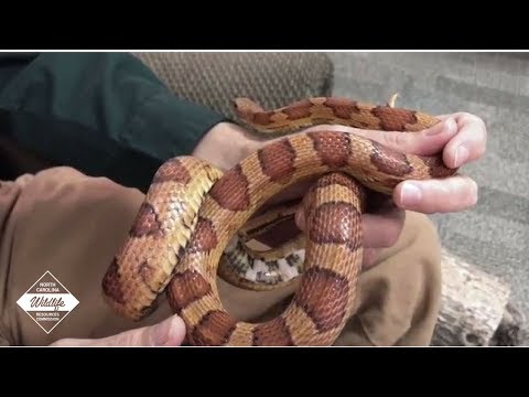 Conservation Conversations: Snake ID