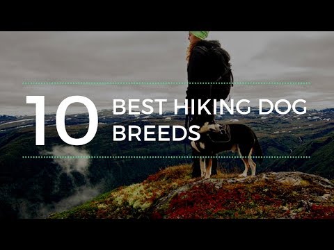 Good Hiking Dogs – Top 10 Best Hiking Dog Breeds In The World ...