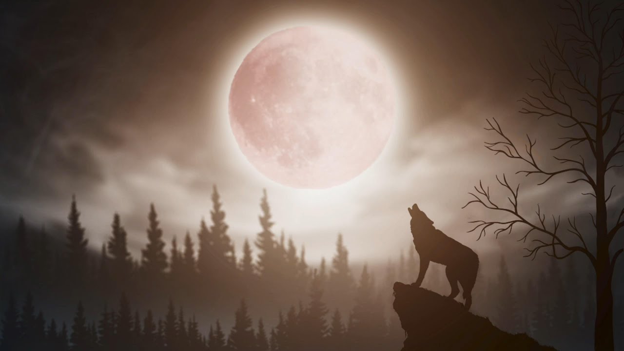 Wolf Wallpaper || Android & Desktop || Free Download