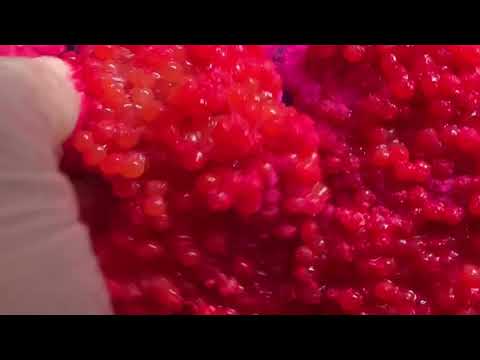 How to cure salmon roe