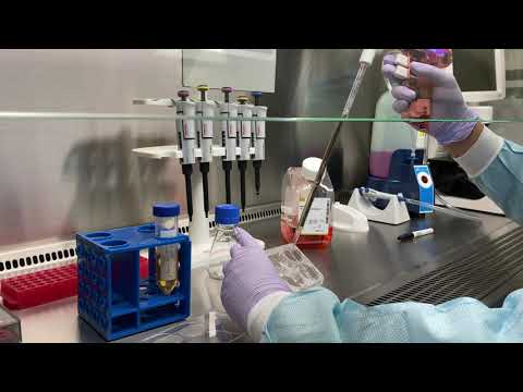 How to culture pluripotent stem cells in suspension: Passaging of PSC cultures in suspension