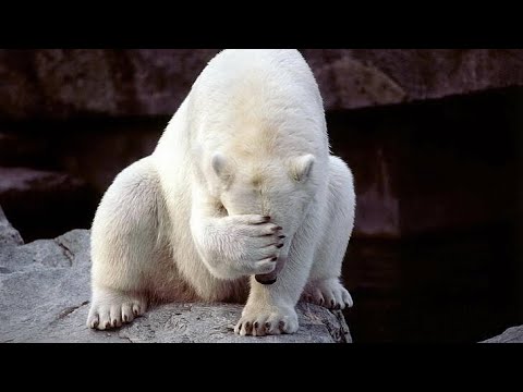 Steam Community :: Video :: Funtime3Freddy3 - Embarrassed (Official Video)