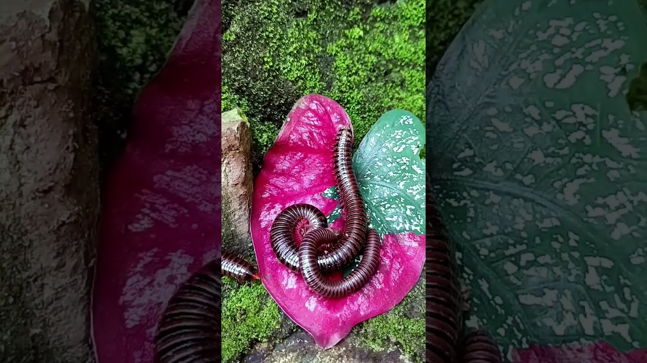 How many millipedes are there on leaf?🧐🤨. #arthropods #millipede #scary #shorts