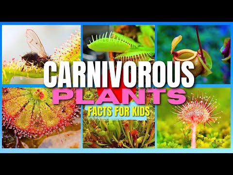 Carnivorous Plants - These Plants Are HUNGRY for Bugs! Facts For Kids