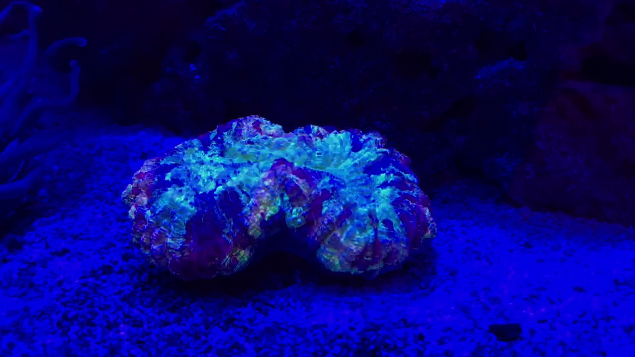 Top 10 LPS Corals for Beginners • Fish Tank Advisor
