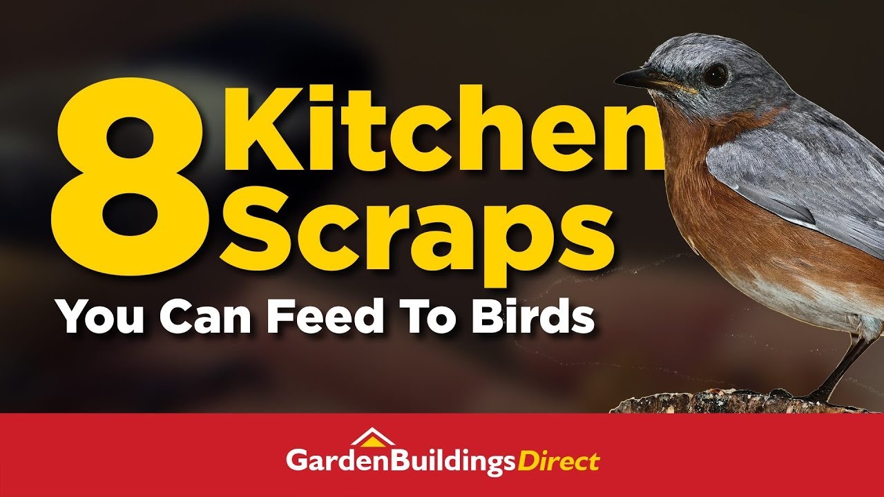 8 Kitchen Scraps You Can Feed to Wild Birds