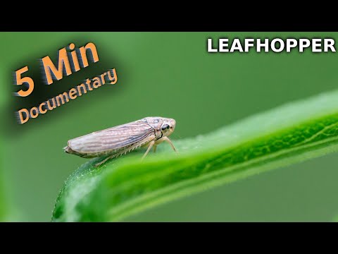 Leafhopper - 5 Minute Documentary