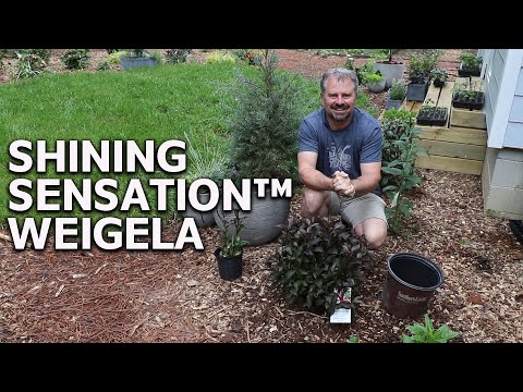 Shining Sensation™ Weigela - Great Foliage and Flowers