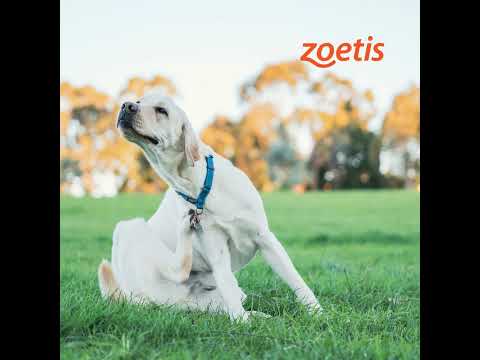 Updates on the Diagnostic Approach to the Pruritic Dog: Apoquel and Cytopoint