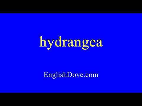 How to pronounce hydrangea in American English