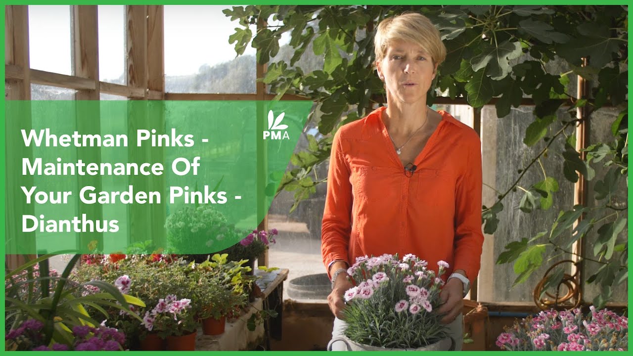 Whetman Pinks -  Maintenance Of Your Garden Pinks  - Dianthus