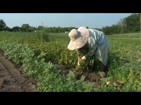 Blooming Hmong Gardens – whoarethehmong