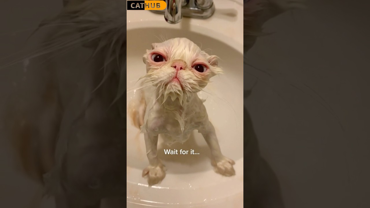 Cathub subscribers meow 🐾🐾🐾 #cathub #cat #funnycats #pets