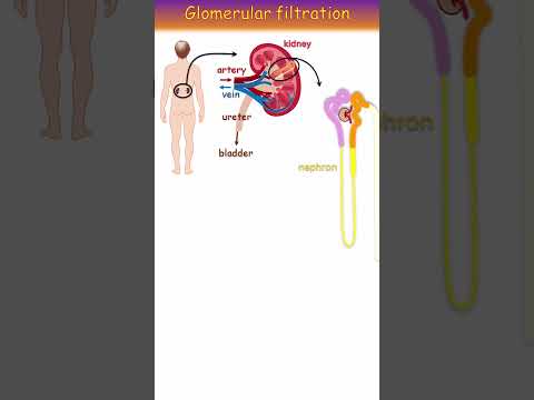 Glomerular filtration: the essential first step in filtering blood and making urine