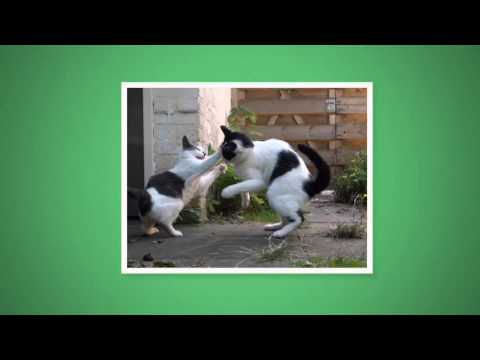 How to Write a Balanced Essay – Melanie Rimmer