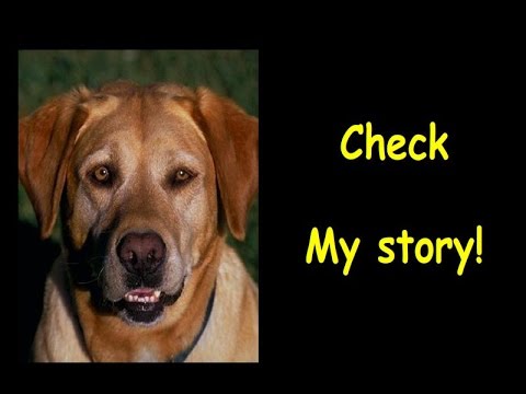 A story of ' house dog '