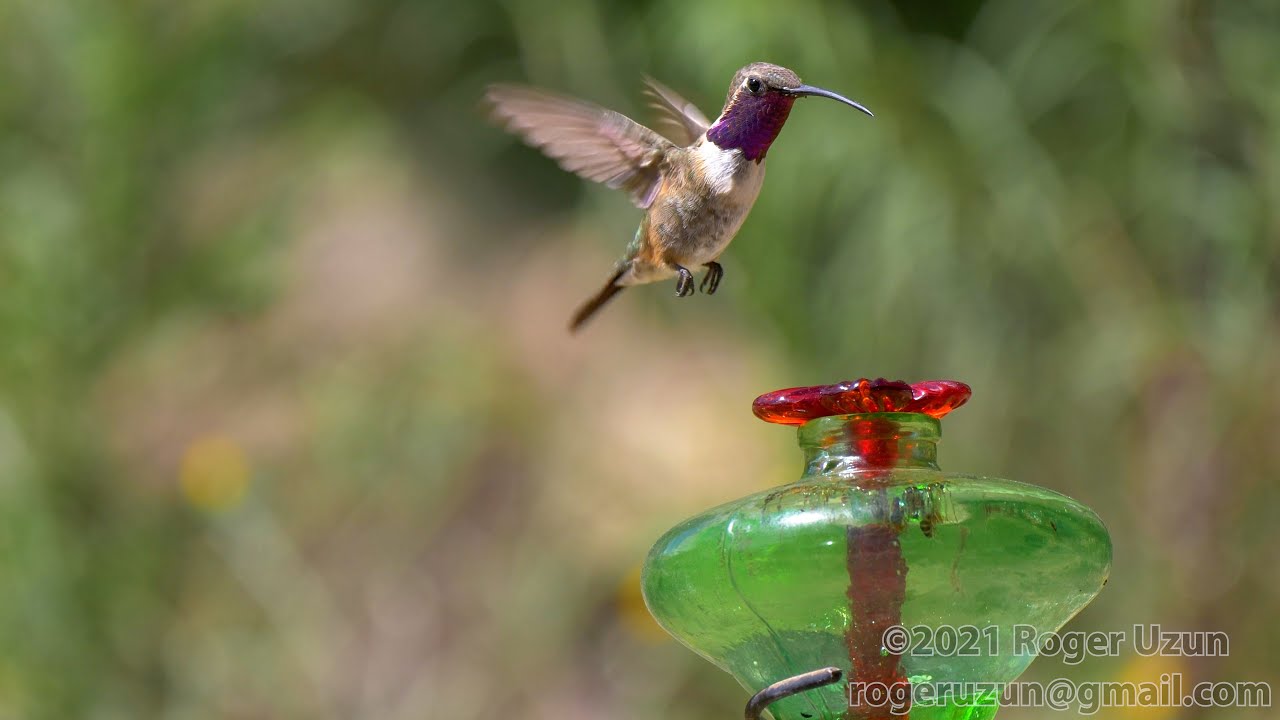HDObservations : Lucifer Hummingbird (4K UHD)