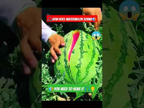 How Does Watermelon ๐ Sound ๐You Need to Hear it๐ฑ Perfect sounds #watermelon #sound #how #kherson