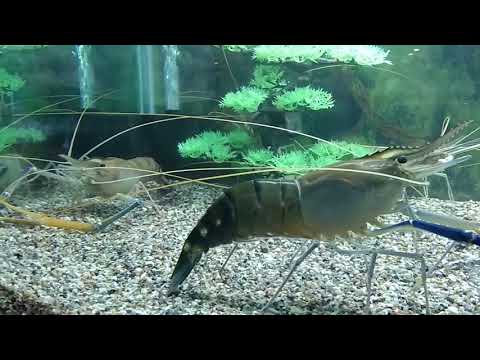 Beautiful Crayfish view ~ Wonderful Aquarium for Crawfish