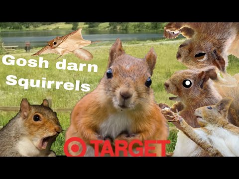 Gosh Darn Squirrels + Target
