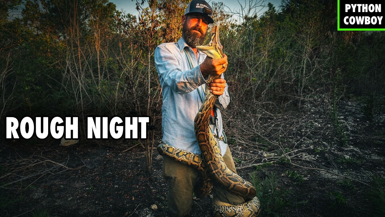 This Python Hunt Was A Complete Disaster