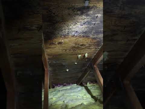 Mold Removal Syracuse, NY (Mold Remediation Contractor)