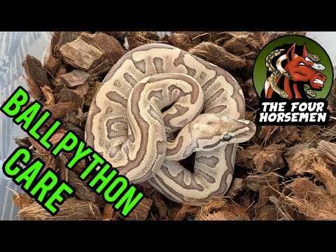 Ball Python Weekly Care And Maintenance!
