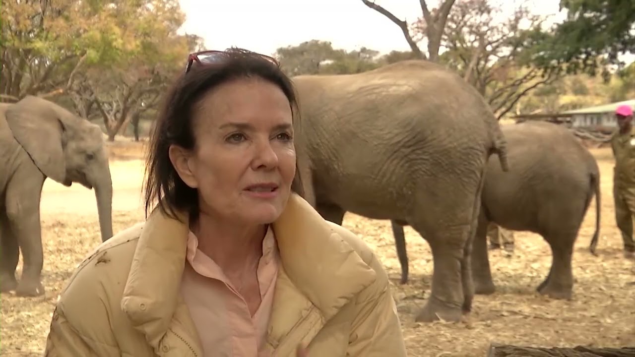 Zimbabwe nursery rewilds orphaned elephants | REUTERS