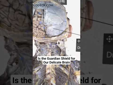 The Dura Mater: The Guardian Shield of our Brain.