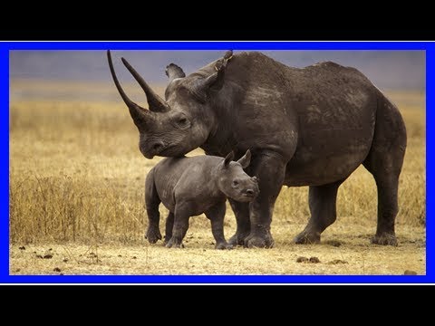 People are hunting primates, bats, and other mammals to extinction