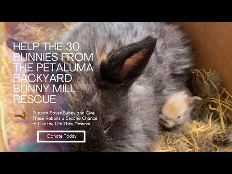San Francisco Bay Area Rabbit Rescue