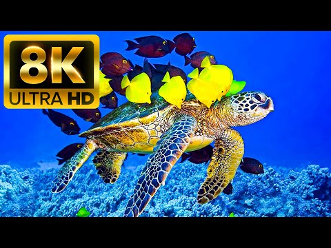 THE OCEAN - 8K (60FPS) ULTRA HD - With Nature Sounds (Colorfully Dynamic)