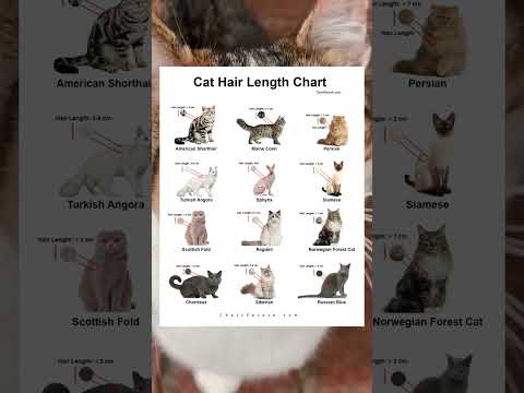 Cat Hair Length Chart: Find Out Your Cat’s Coat Type! 🐱🧶