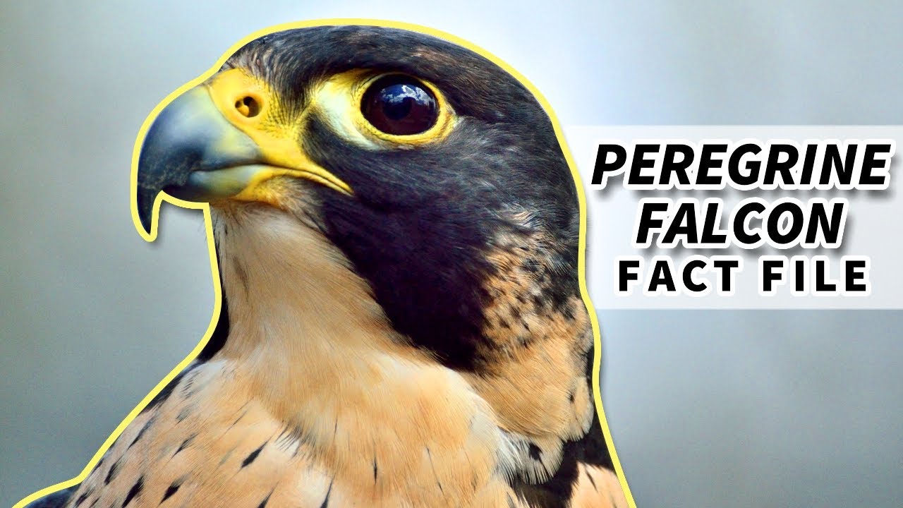 Peregrine Falcon Facts: the FASTEST bird | Animal Fact Files