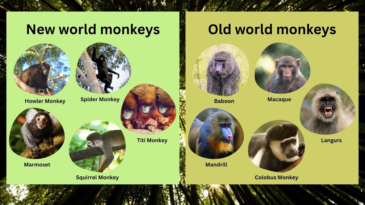 New world monkeys and Old world monkeys - differences, features, characteristics, examples