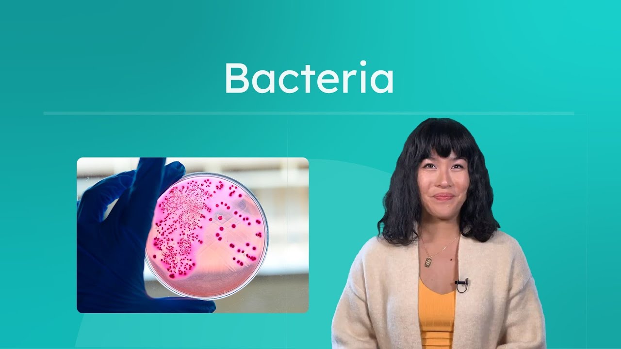 Bacteria - Understanding the Bacteria Kingdom