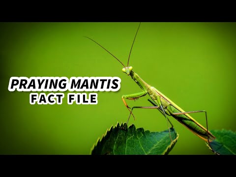 Praying Mantis Facts: an ANIMAL with only ONE EAR | Animal Fact Files