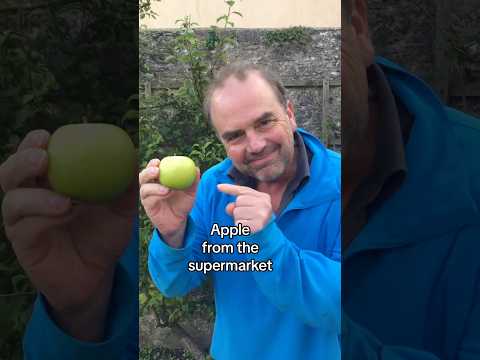 Grow your Groceries - how to grow an apple bought from the supermarket, based on my latest book