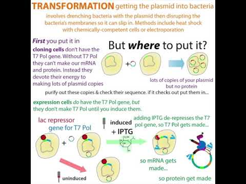 bacterial protein overexpression