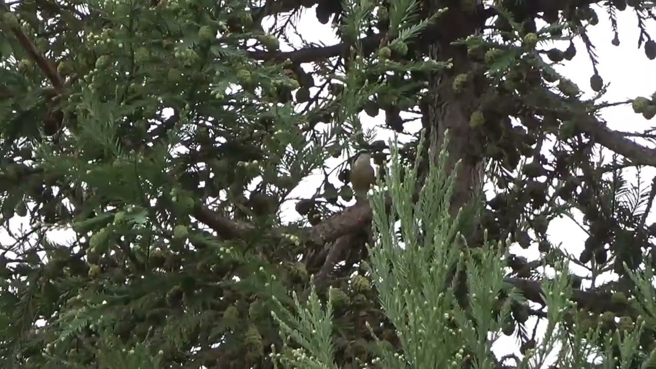 Red Breasted Nuthatch foraging for eBird Documentation