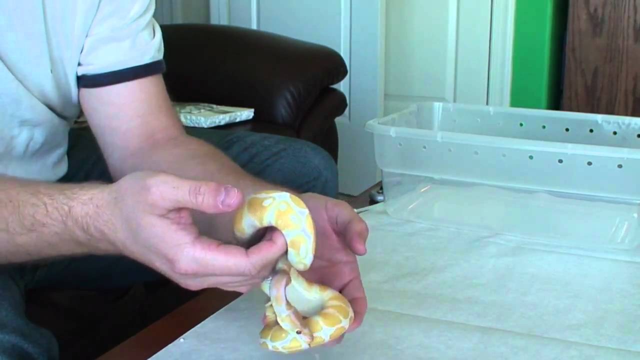 Ball Python Unboxing #4